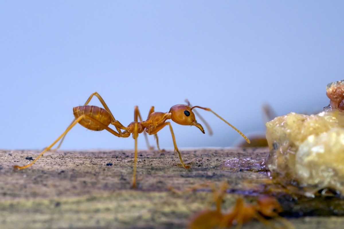 Common Office Pests and How to Recognise Them – Chic Living Magazine